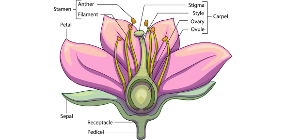The Structure Of Flowering Plants ProProfs Quiz